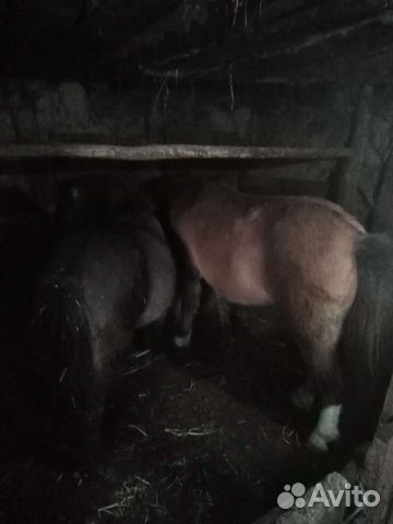 Лошади пони