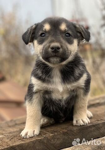 Щенки бесплатно