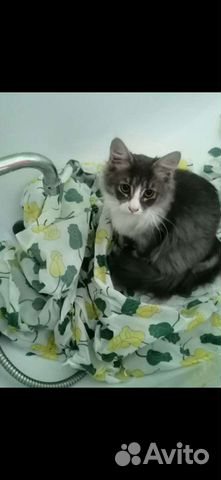 Котенок девочка Лаванда