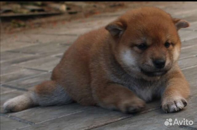 Продам сиба ину