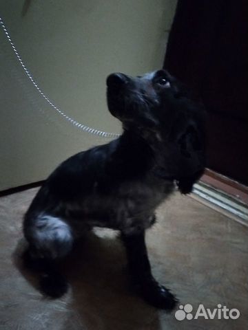 Бесплатно отдам щенка