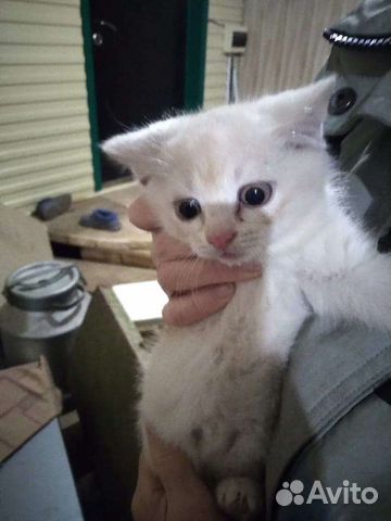 Кошечка