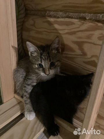 Котик в добрые руки