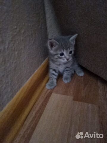 Отдам котят в добрые ручки