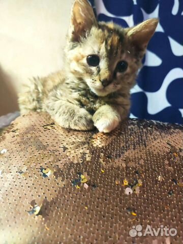 Кошка 2 мес селкирк рекс