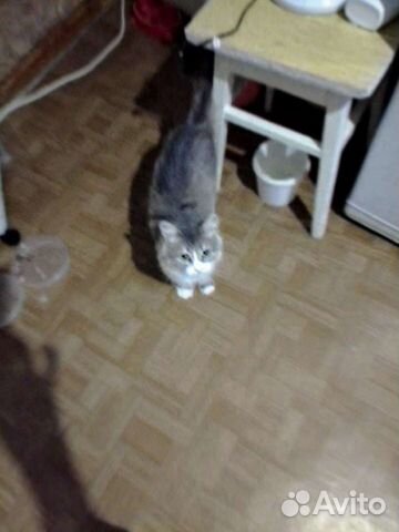 Кошка