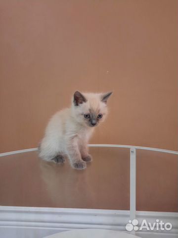 Породистый котенок, мальчик в дар