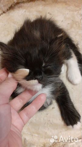 Кошки бесплатно