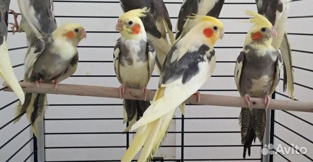 Малыши птенцы