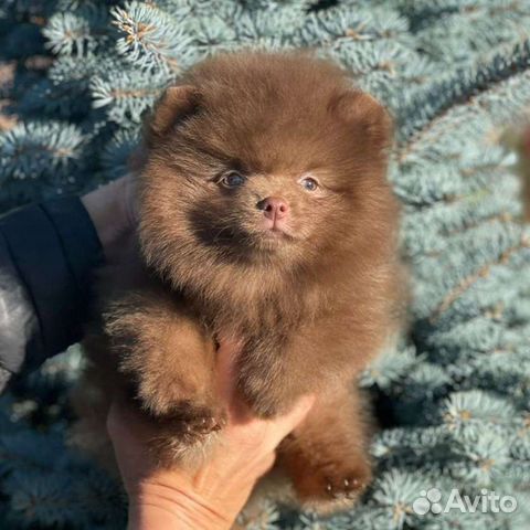Померанский шпиц