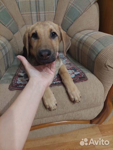 Щенок девочка