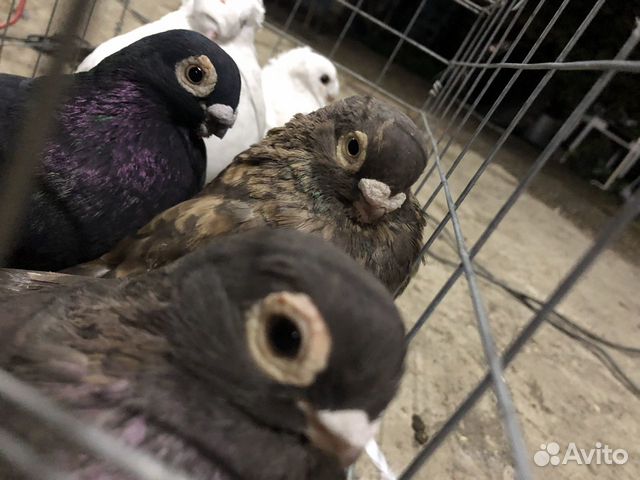 Голуби армавиры