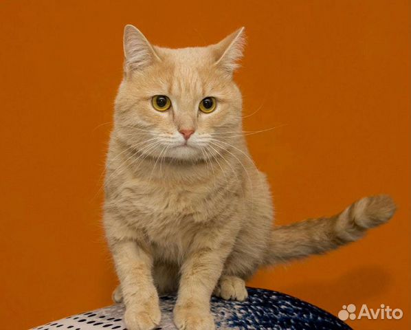 Ласковый Персик ищет дом