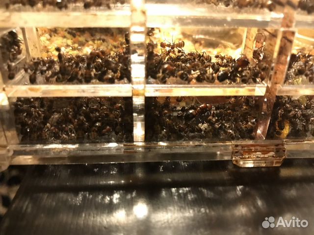 Муравьи Camponotus nicobarensis