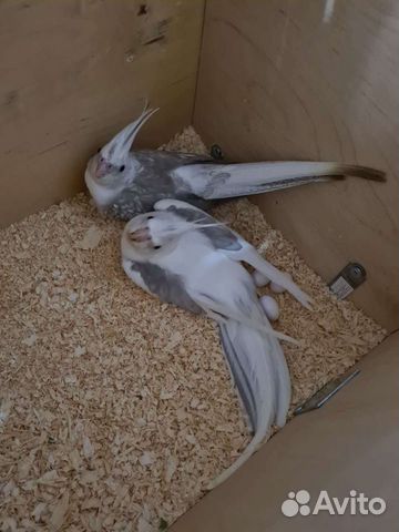 Пара белолицых корелл