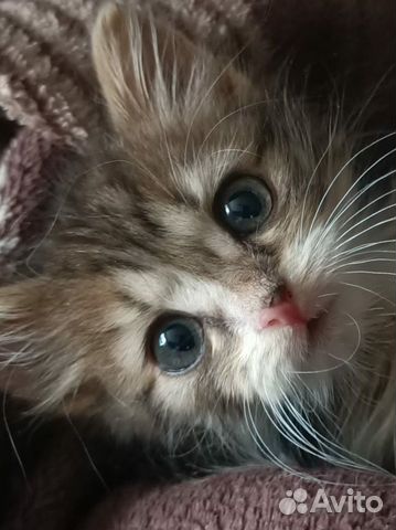 Пушистый котенок Мурчик
