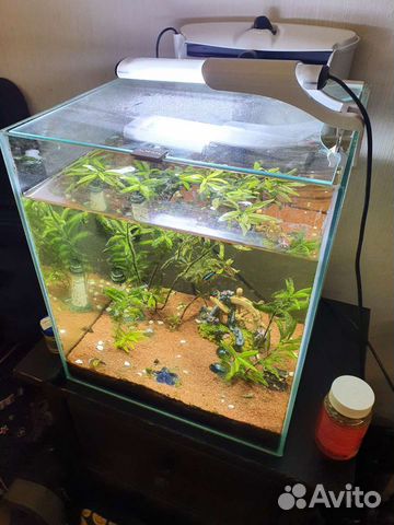 Аквариум aquael 49 литров с обитателями