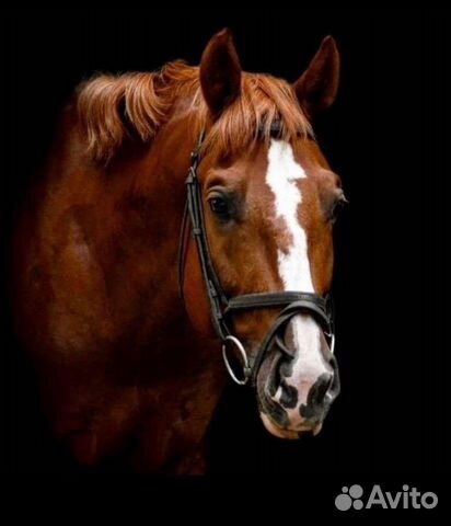 Продам дончака