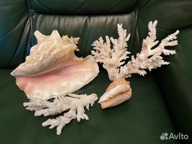 Морская раковина и кораллы.Куба