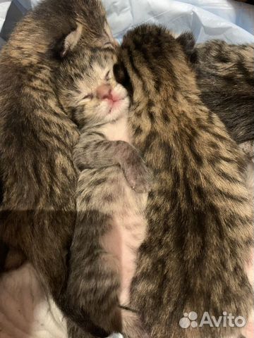 Котята шотландские метисы