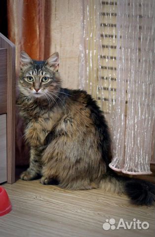 Кошка в дар