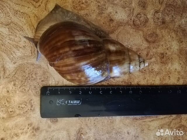 Улитак Ахатина Гигантская