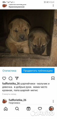 Щенки шарпей бесплатно