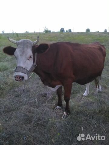 Корова дойная