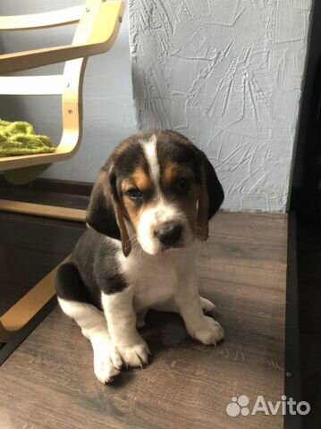 Бигль метис