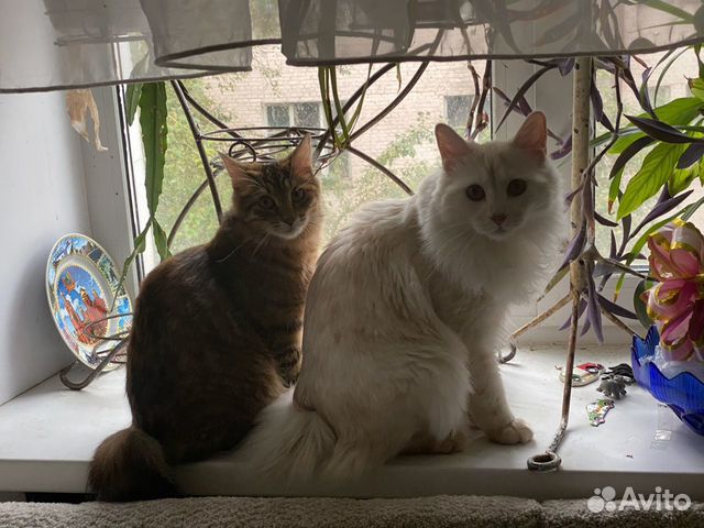 Продаются курильские бобтейлы котята