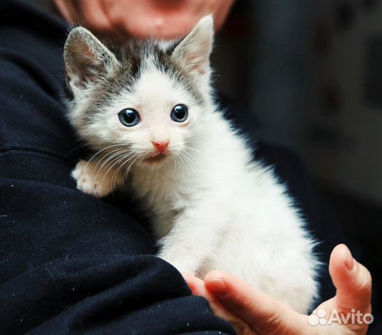 Крошка котенок девочка