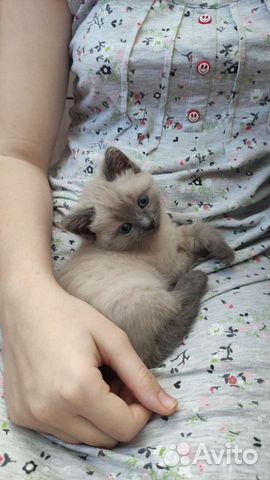 Сиамское чудо (кошечка)