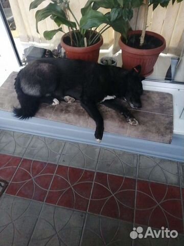 Лайка русско европейская