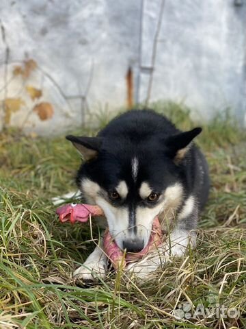 Восточно сибирская лайка