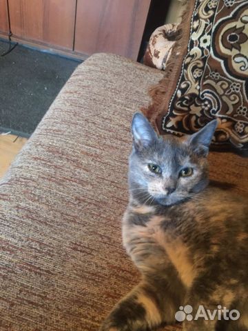 Кошка