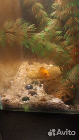 Цихлиды отдам