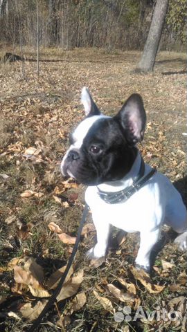 Французский бульдог вязка