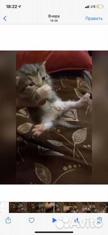 Котята в доборые руки