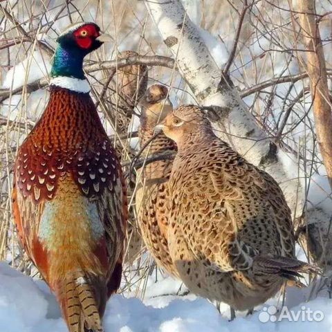 Фазан охотничий