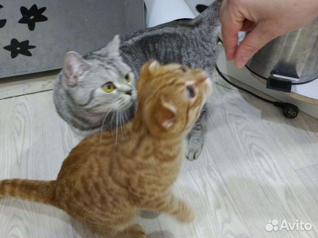 Веслаухий Бретанец в хорошие руки
