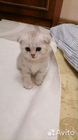 Шатланские вислоухие котята