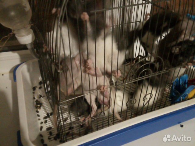 Крыса дамбы смесь с сфинкс