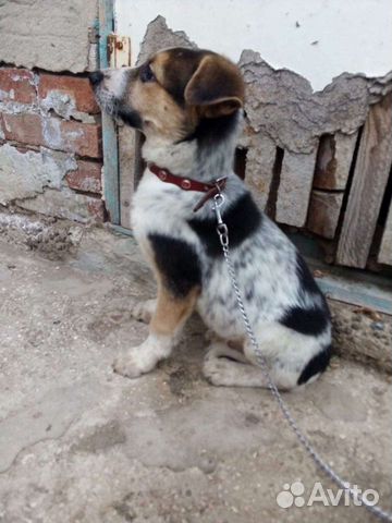 Щенок