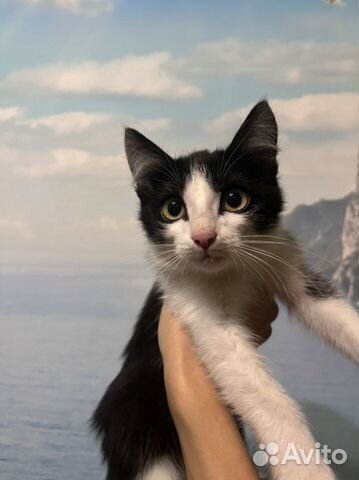 Котенок