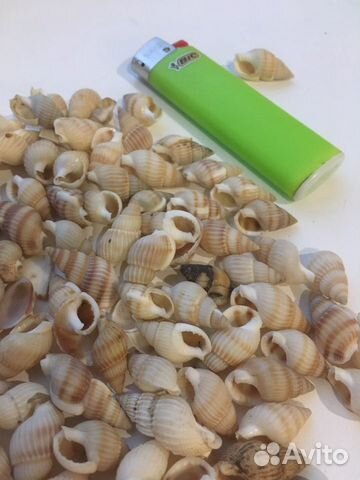Ракушки для аквариума