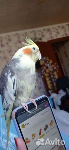 Попугай корелла с клеткой