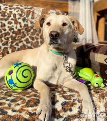 Собака Жужа ищет хозяина. Отдадим в хорошие руки