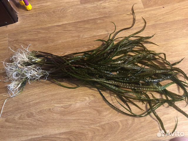 Криптокорина прополка взрослые кусты