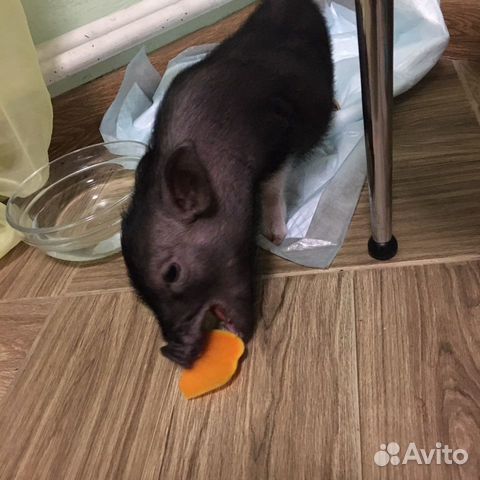Минипиг