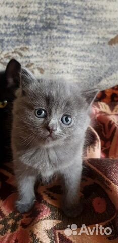 Шартрез папа и красотка мама дворняга